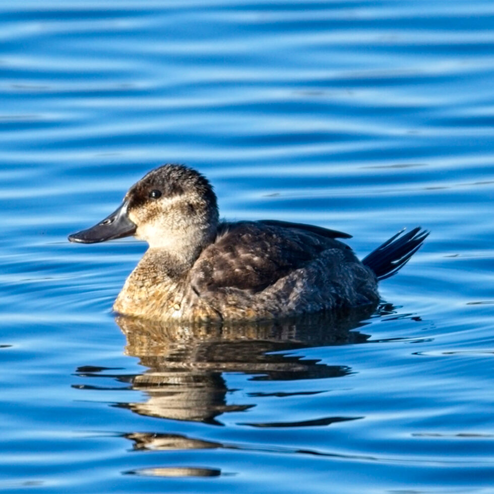 How the U.S. bird flu epidemic has taken flight, which pets are most at ...
