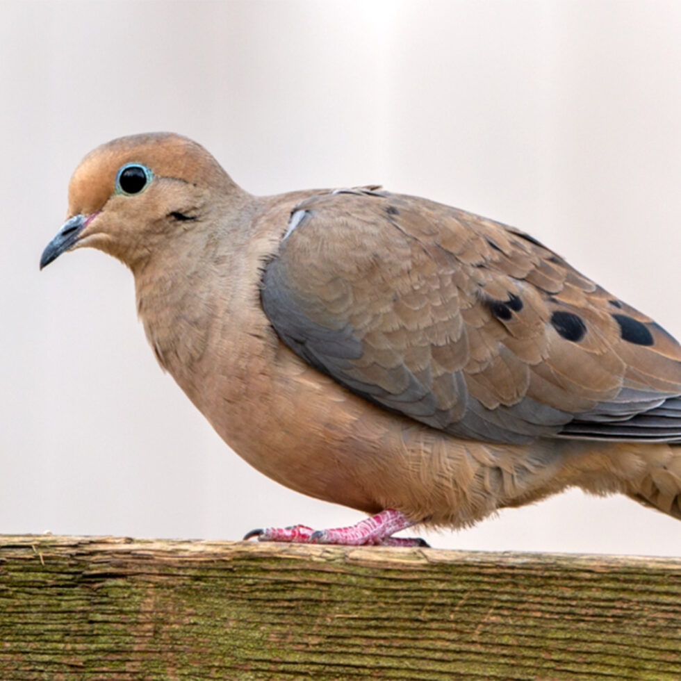 Nesting time is upon us for the mourning dove, their curdy 'pigeon milk ...