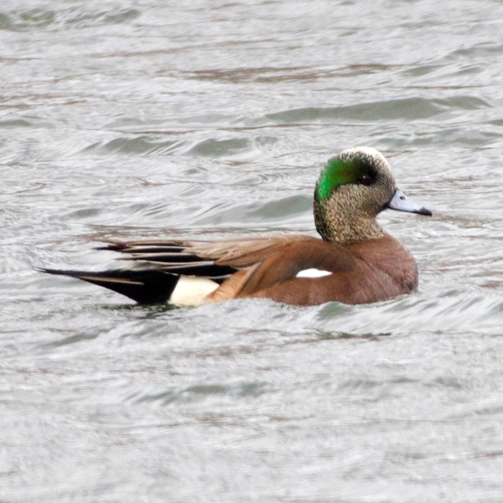 Meet the American wigeon, the outlaw of ducks, noisy land grazers that ...
