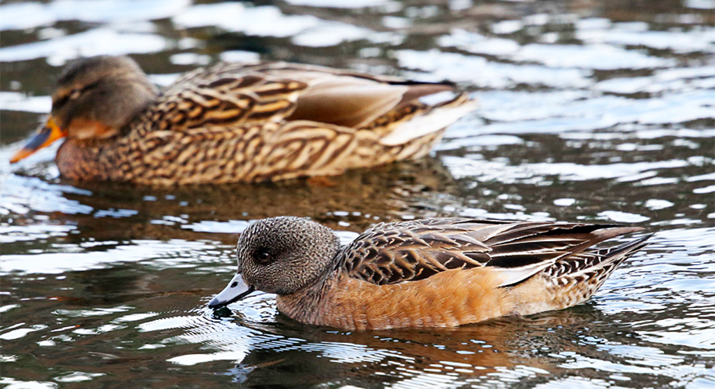 Meet the American wigeon, the outlaw of ducks, noisy land grazers that ...
