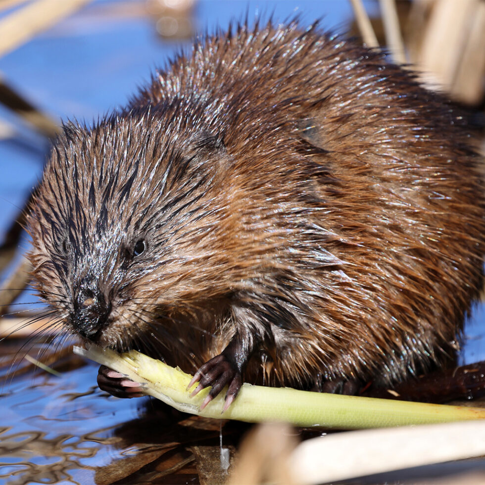 Muskrats are hardy creatures and fast breeders, yet their numbers are ...