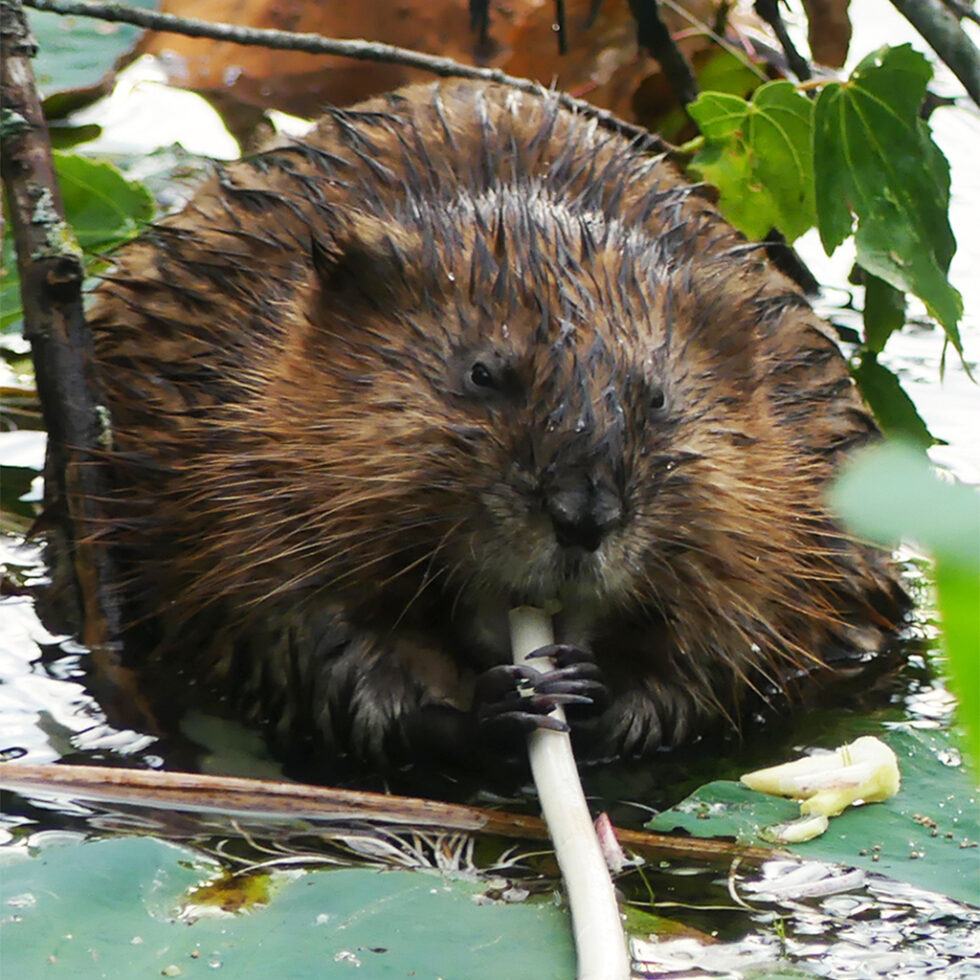 Muskrats are hardy creatures and fast breeders, yet their numbers are ...