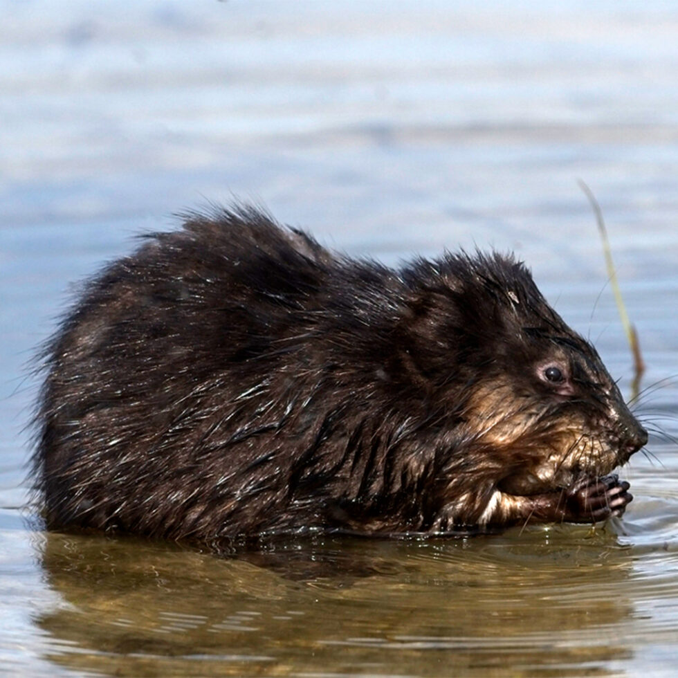 Muskrats are hardy creatures and fast breeders, yet their numbers are ...