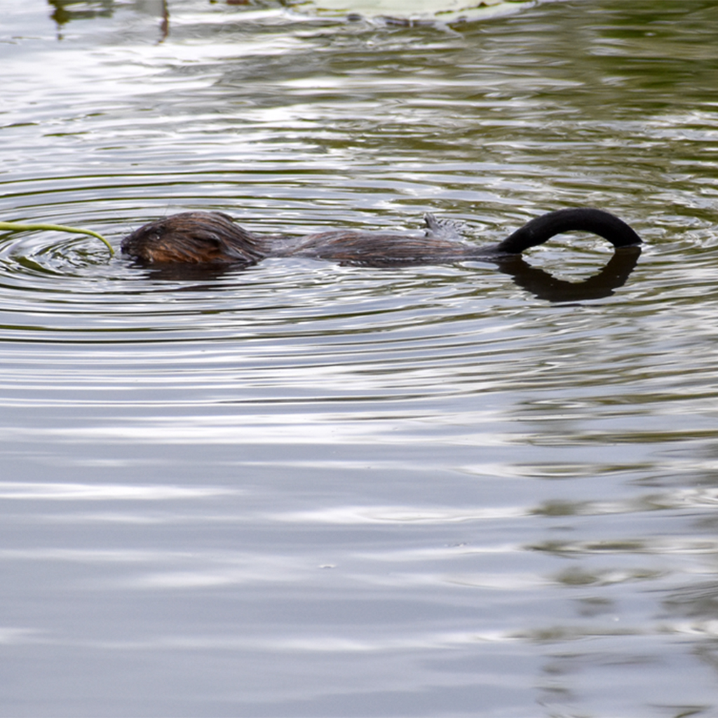 Muskrats are hardy creatures and fast breeders, yet their numbers are ...