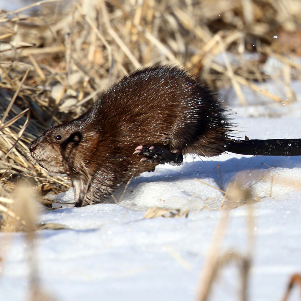 Muskrats are hardy creatures and fast breeders, yet their numbers are ...