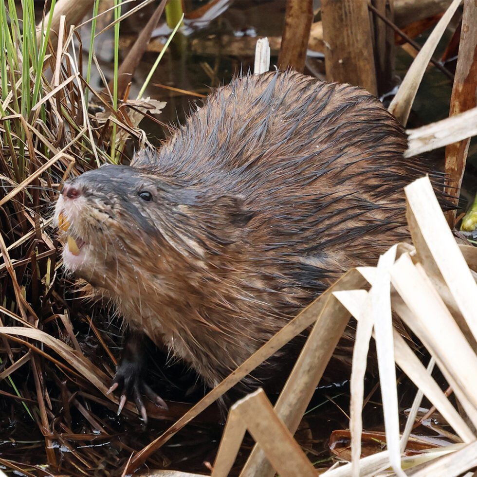 Muskrats are hardy creatures and fast breeders, yet their numbers are ...