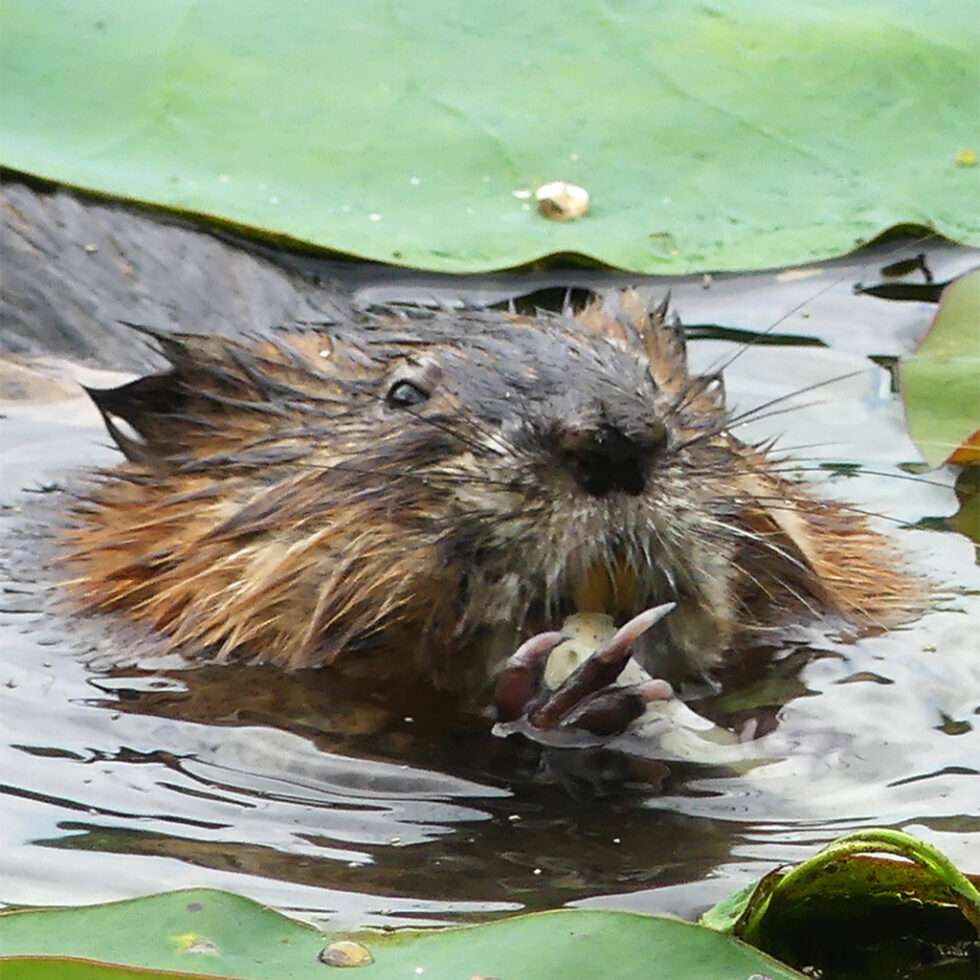 Muskrats are hardy creatures and fast breeders, yet their numbers are ...