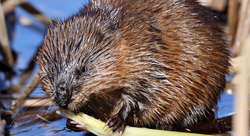 Muskrats are hardy creatures and fast breeders, yet their numbers are ...