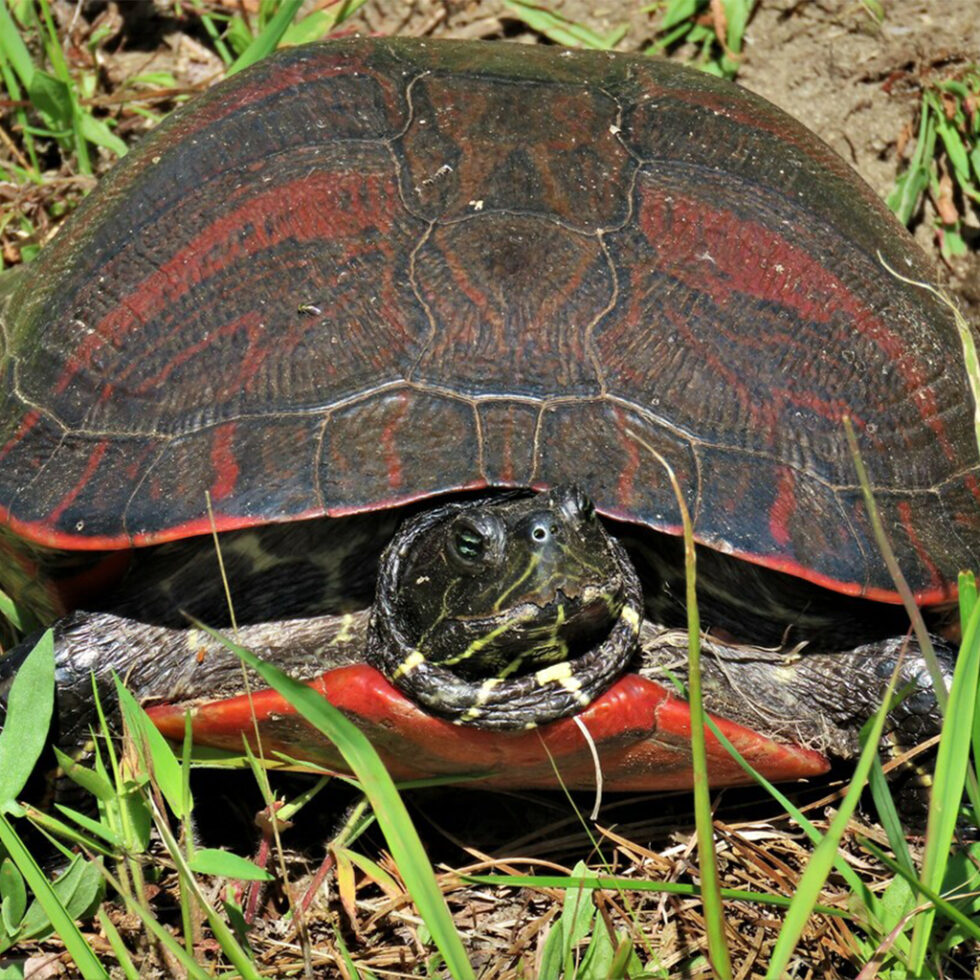 About the turtles we know as red-bellied cooters, and how our street ...