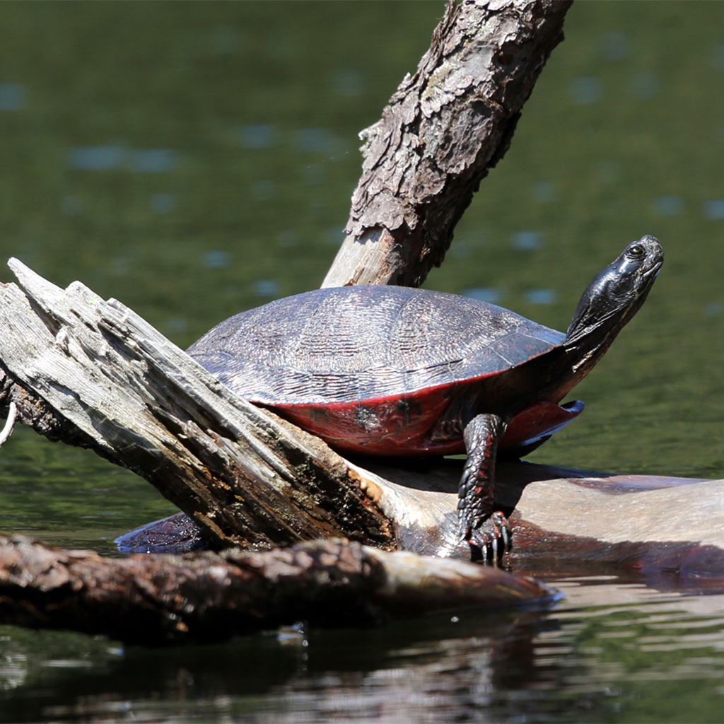 About the turtles we know as red-bellied cooters, and how our street ...