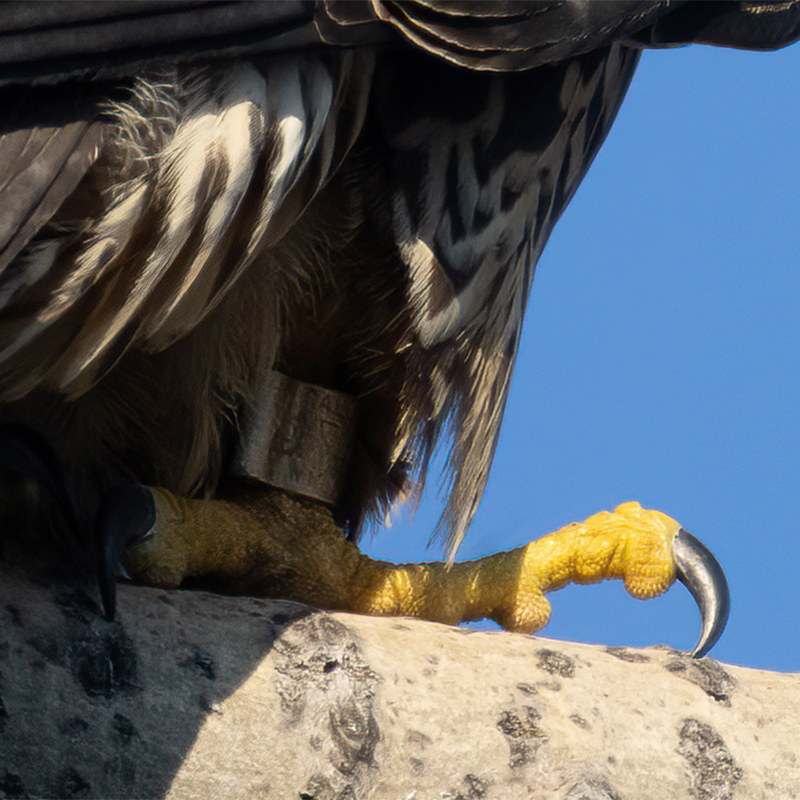 There aren't many peregrine falcons nesting here, but you can tune into ...