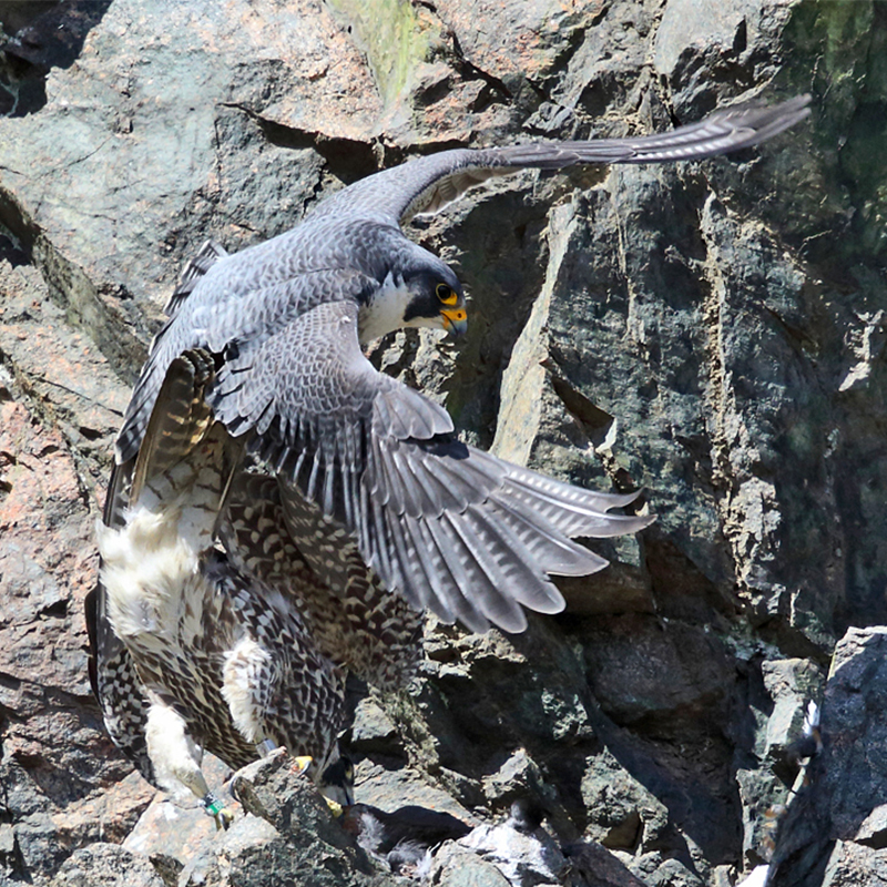 There aren't many peregrine falcons nesting here, but you can tune into ...