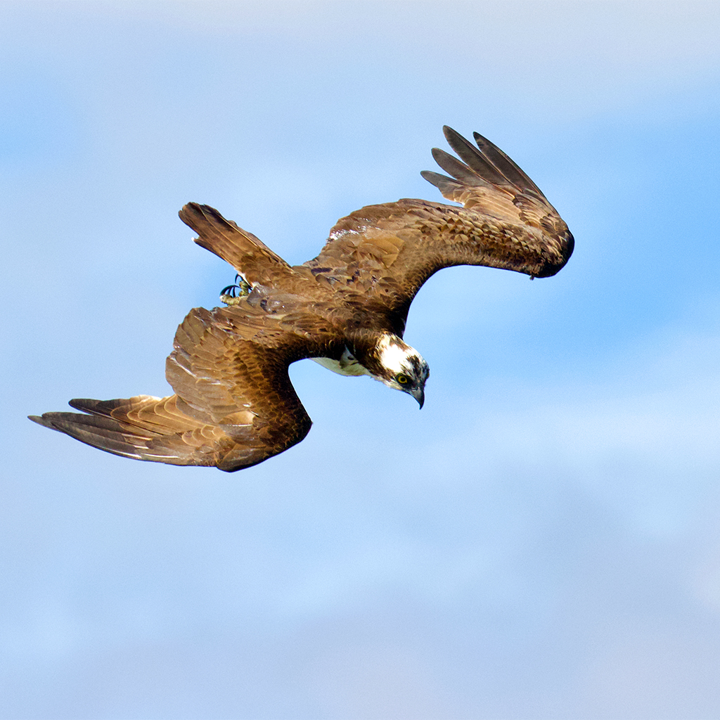 Ospreys once flocked to Fresh Pond for the fish, and still build their ...