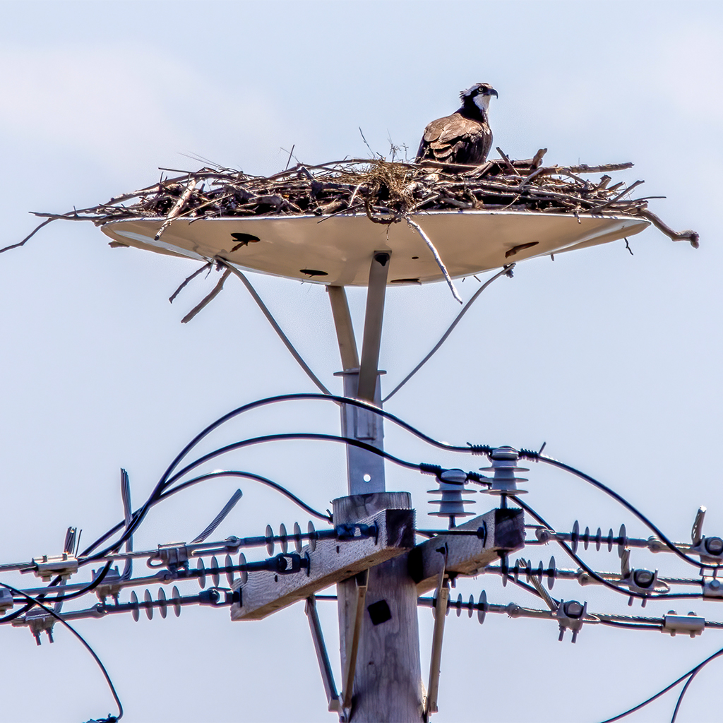 Ospreys once flocked to Fresh Pond for the fish, and still build their ...
