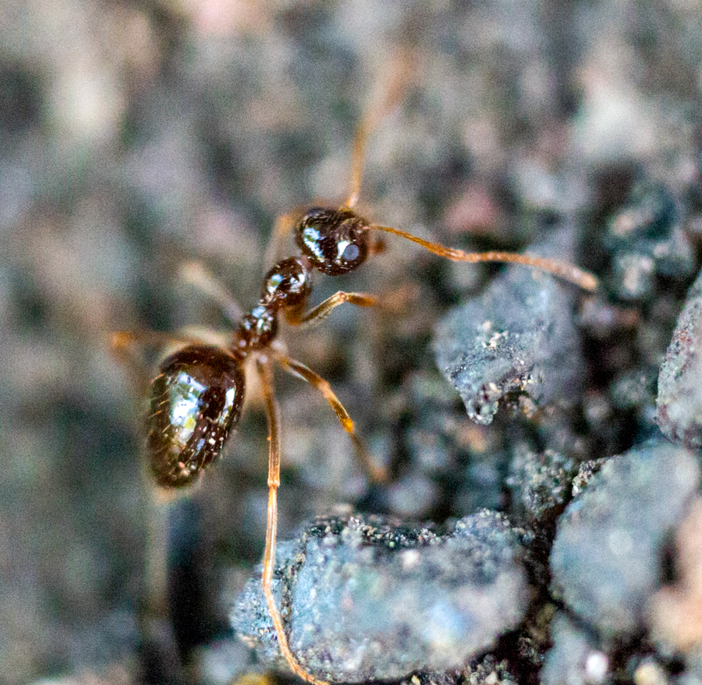 All about ants, from big Eastern black carpenters to an imported red ...