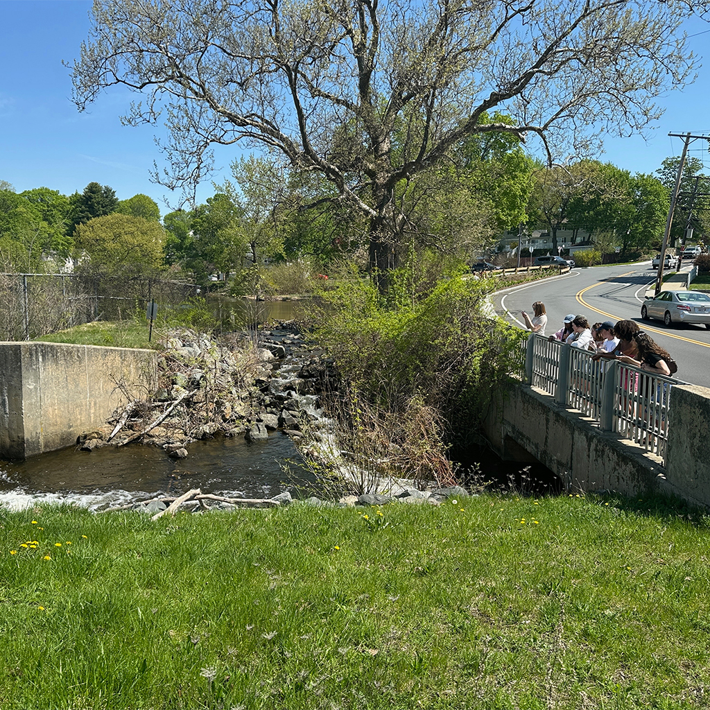 The return of the herring - Cambridge Day