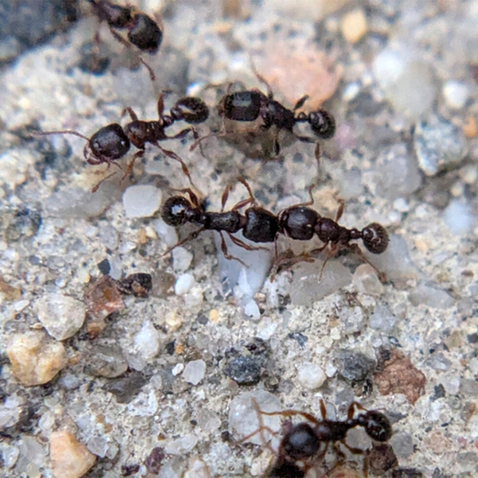 More about ants: Why leaf cutters don't eat leaves and what that odor ...