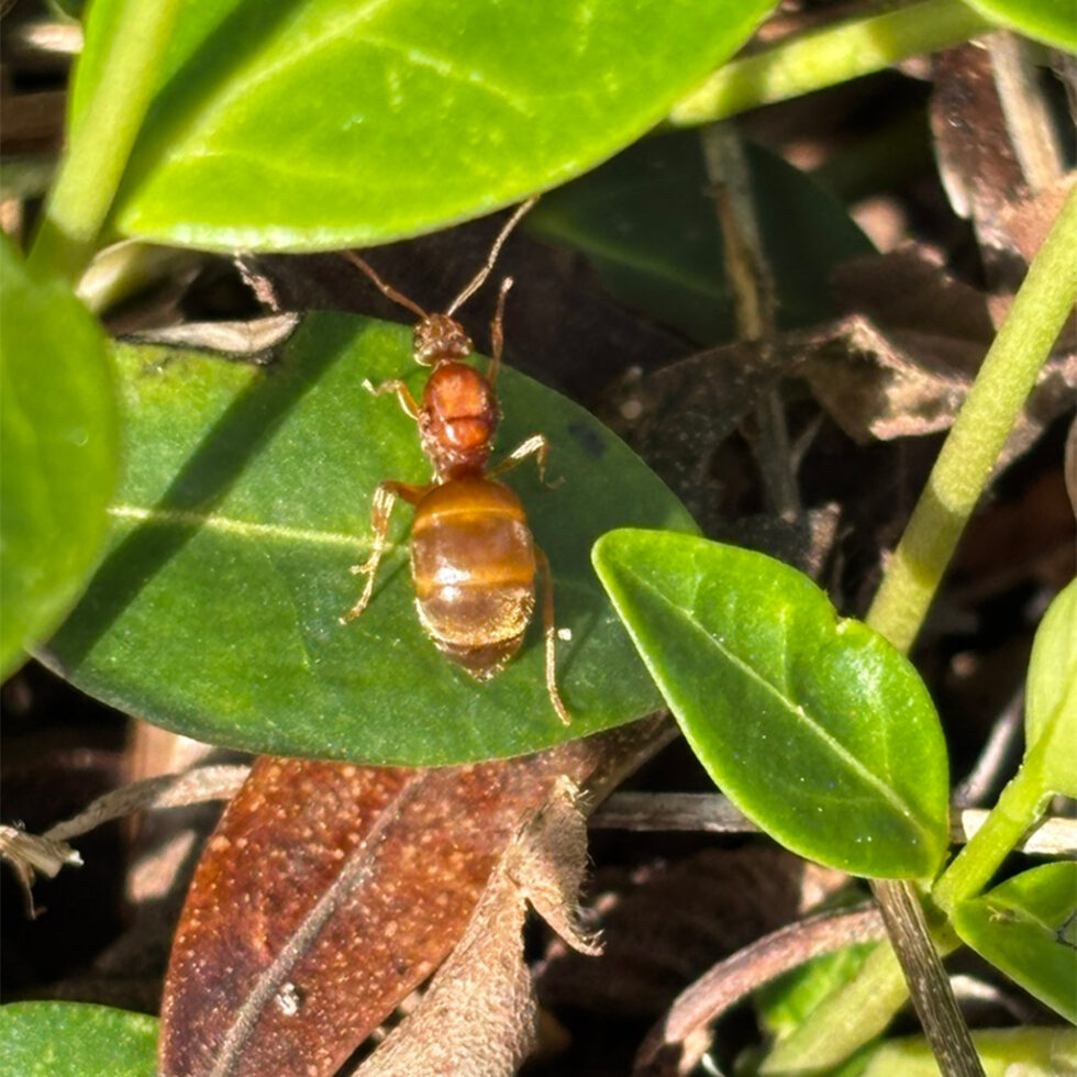More about ants: Why leaf cutters don't eat leaves and what that odor ...