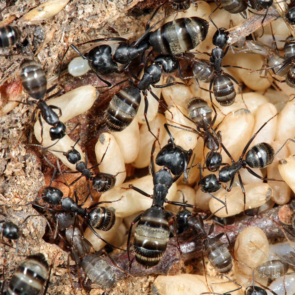 More about ants: Why leaf cutters don't eat leaves and what that odor ...