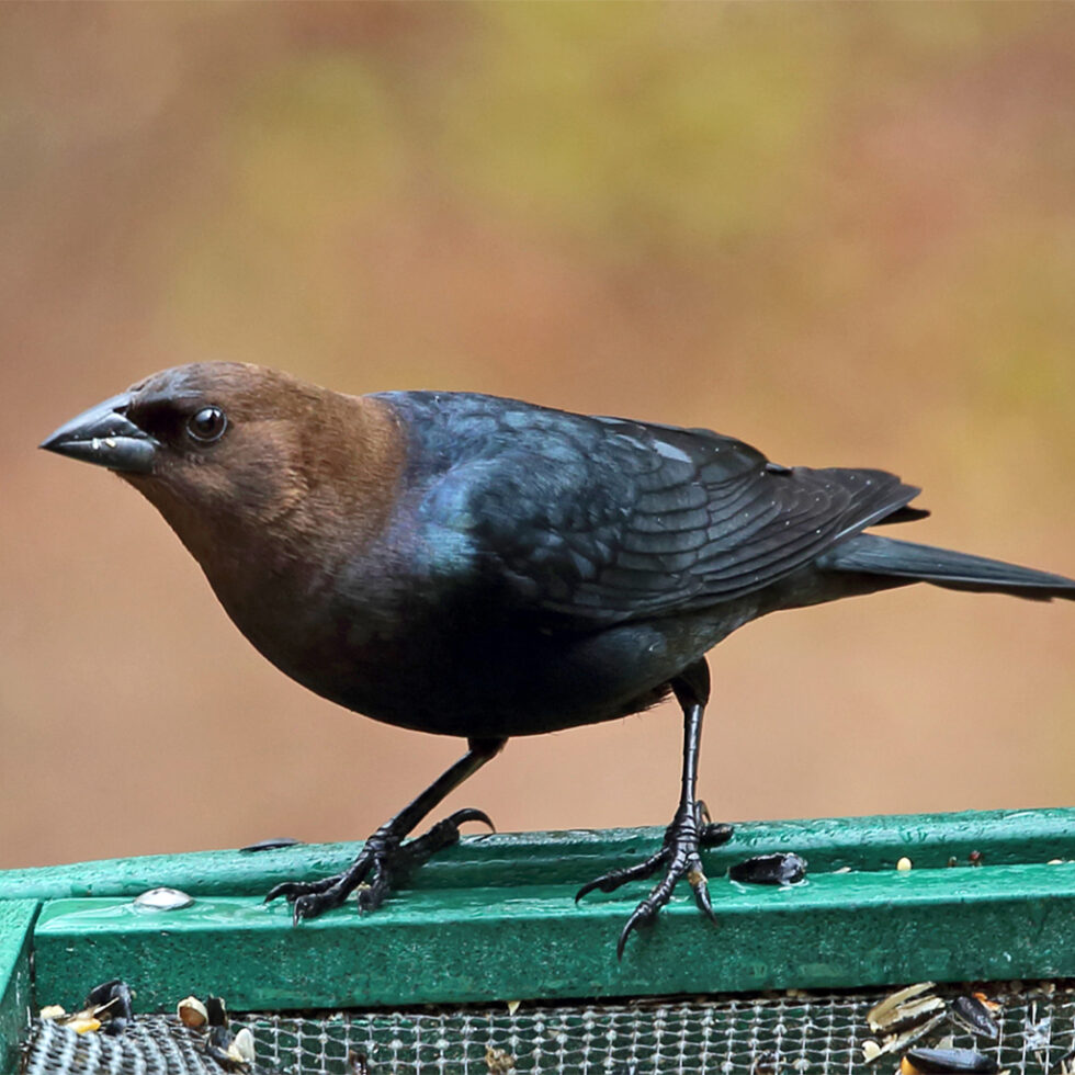 People love to hate the cowbird and its egg tricks, but even its name ...