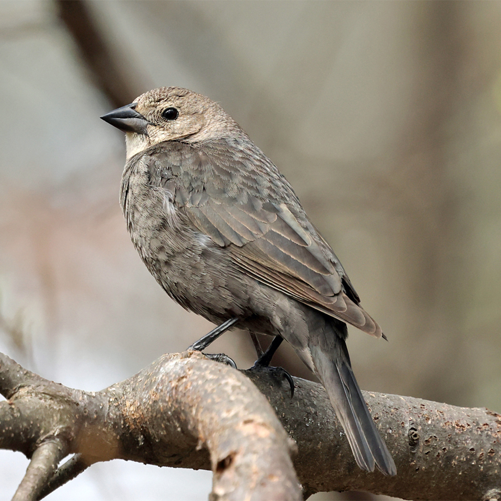 People love to hate the cowbird and its egg tricks, but even its name ...