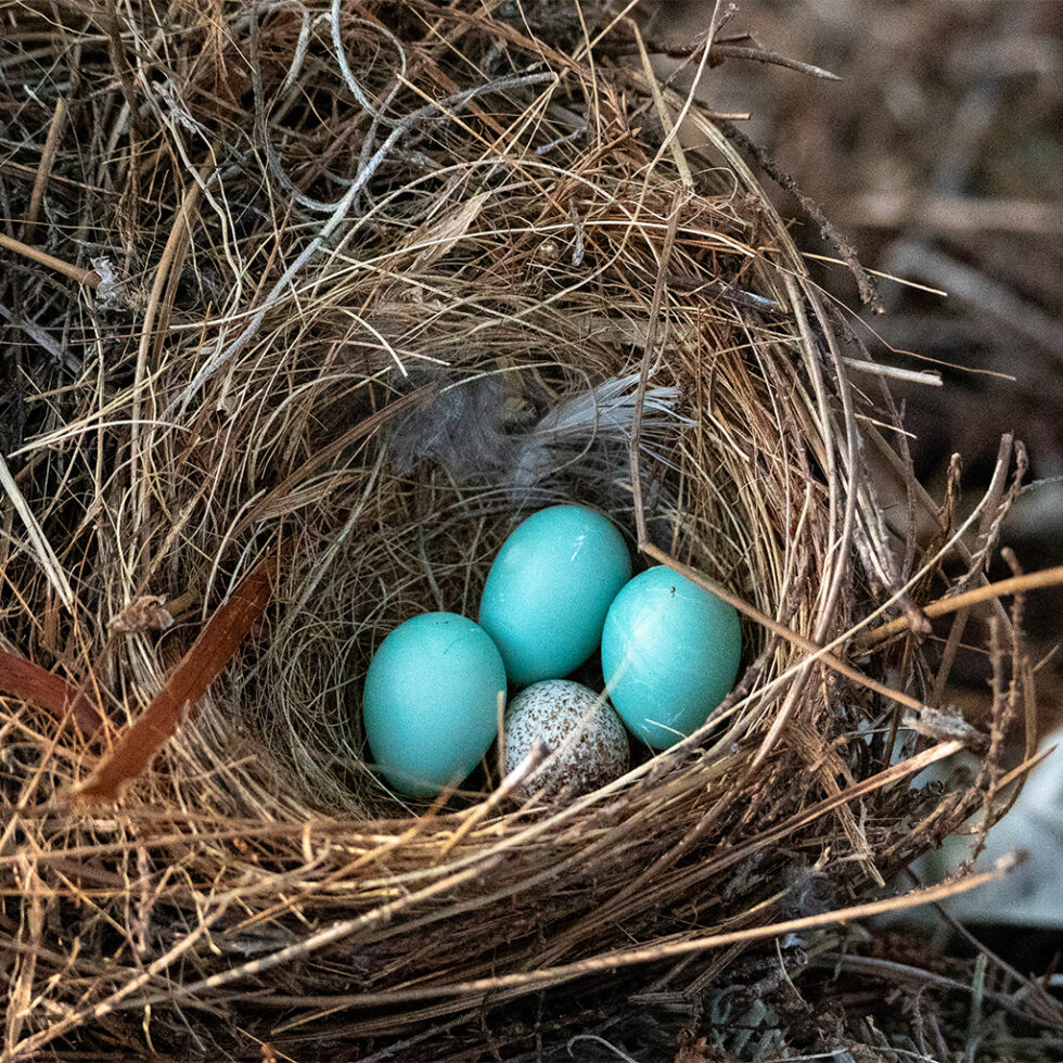People love to hate the cowbird and its egg tricks, but even its name ...