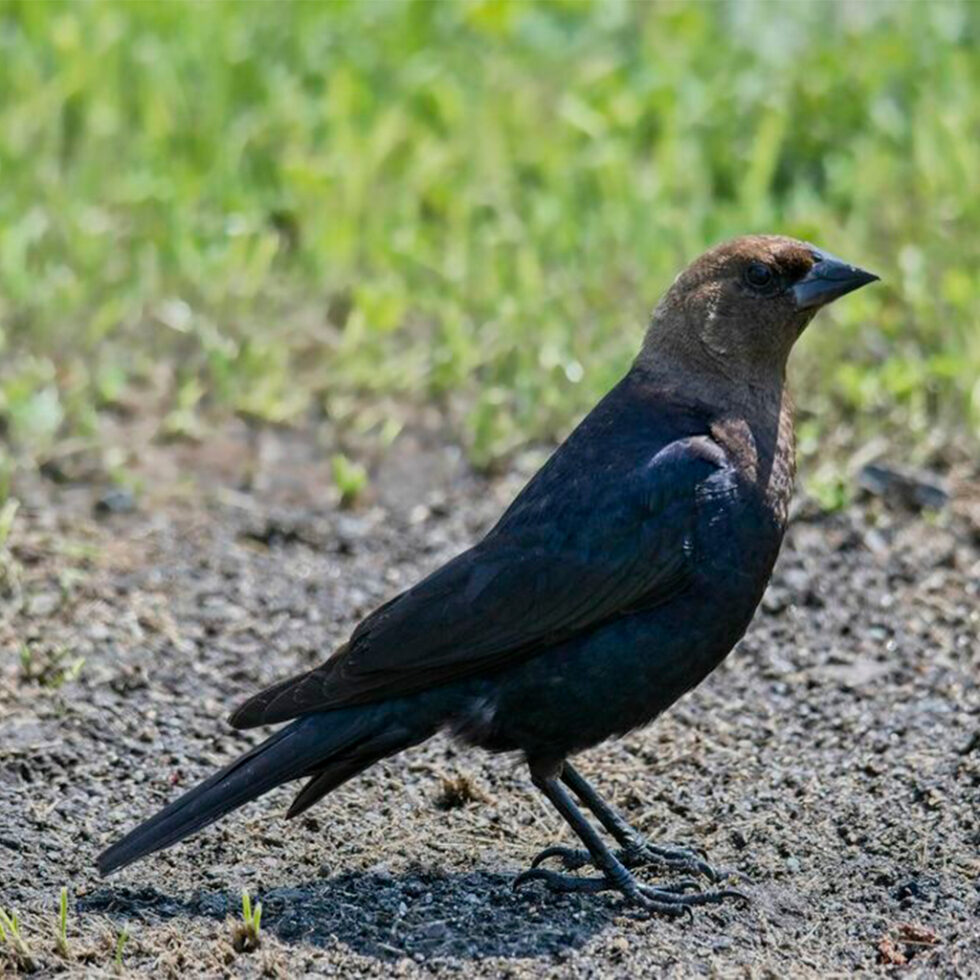 People love to hate the cowbird and its egg tricks, but even its name ...
