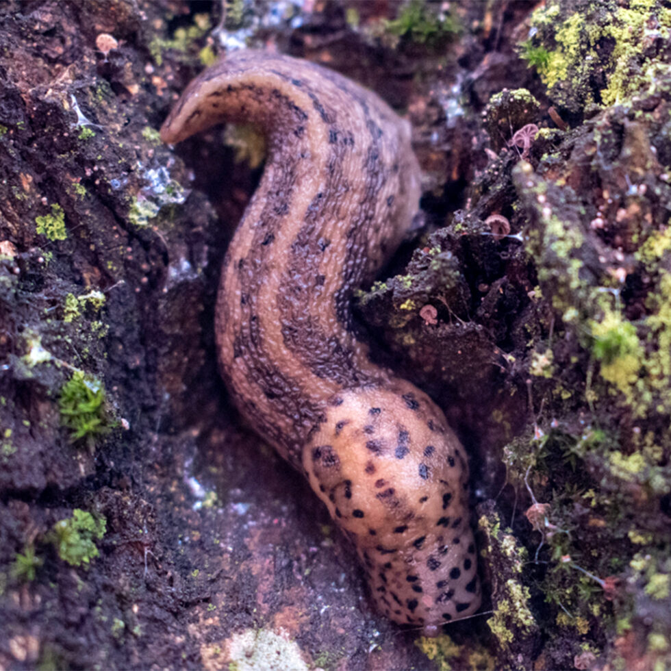 Growing up to 5 inches, the mucusy leopard slug has plenty of room for ...