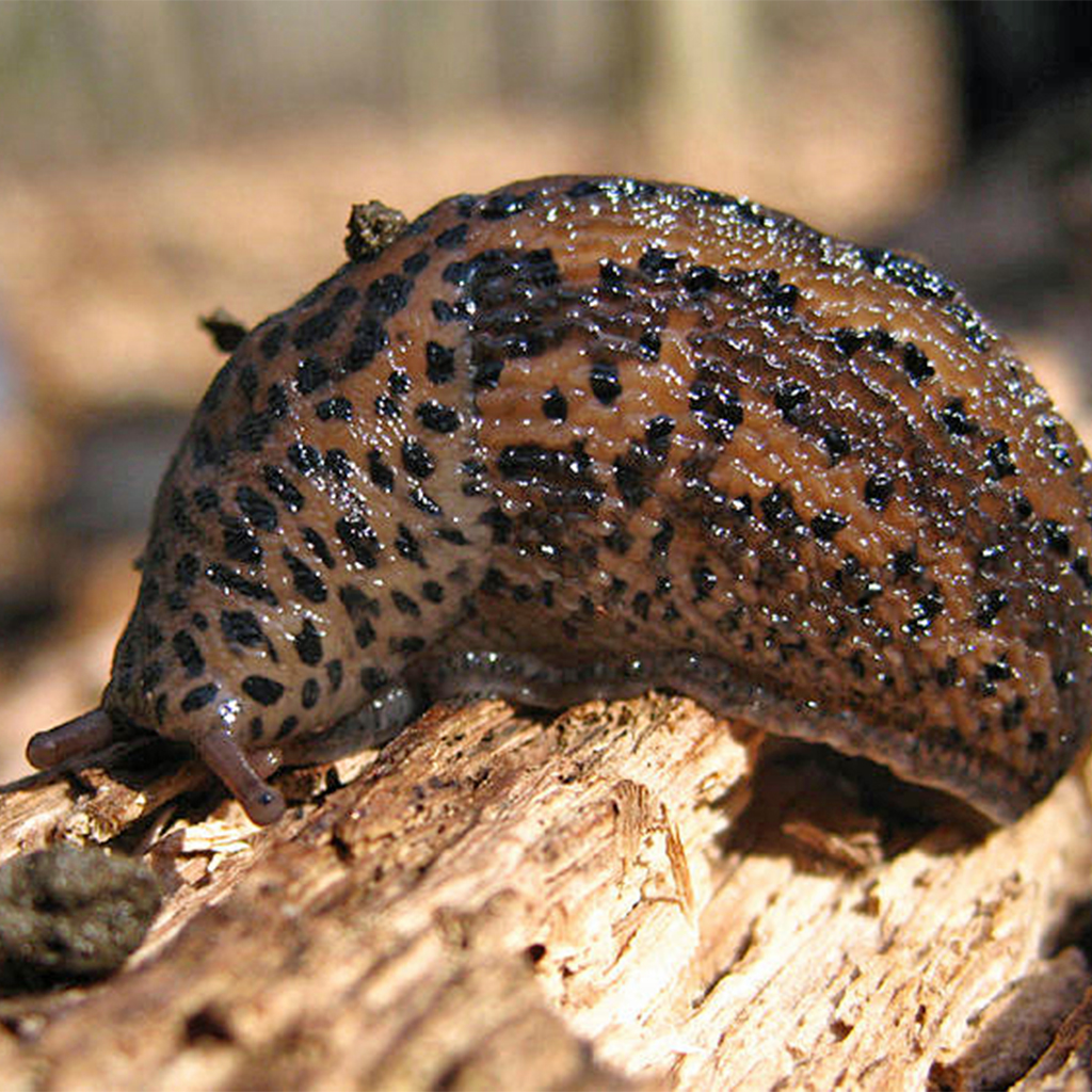 Growing up to 5 inches, the mucusy leopard slug has plenty of room for ...