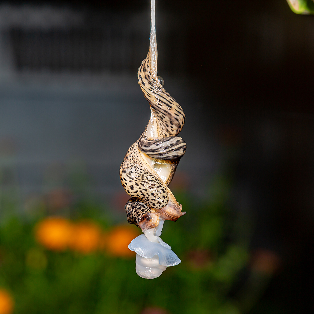 Growing up to 5 inches, the mucusy leopard slug has plenty of room for ...