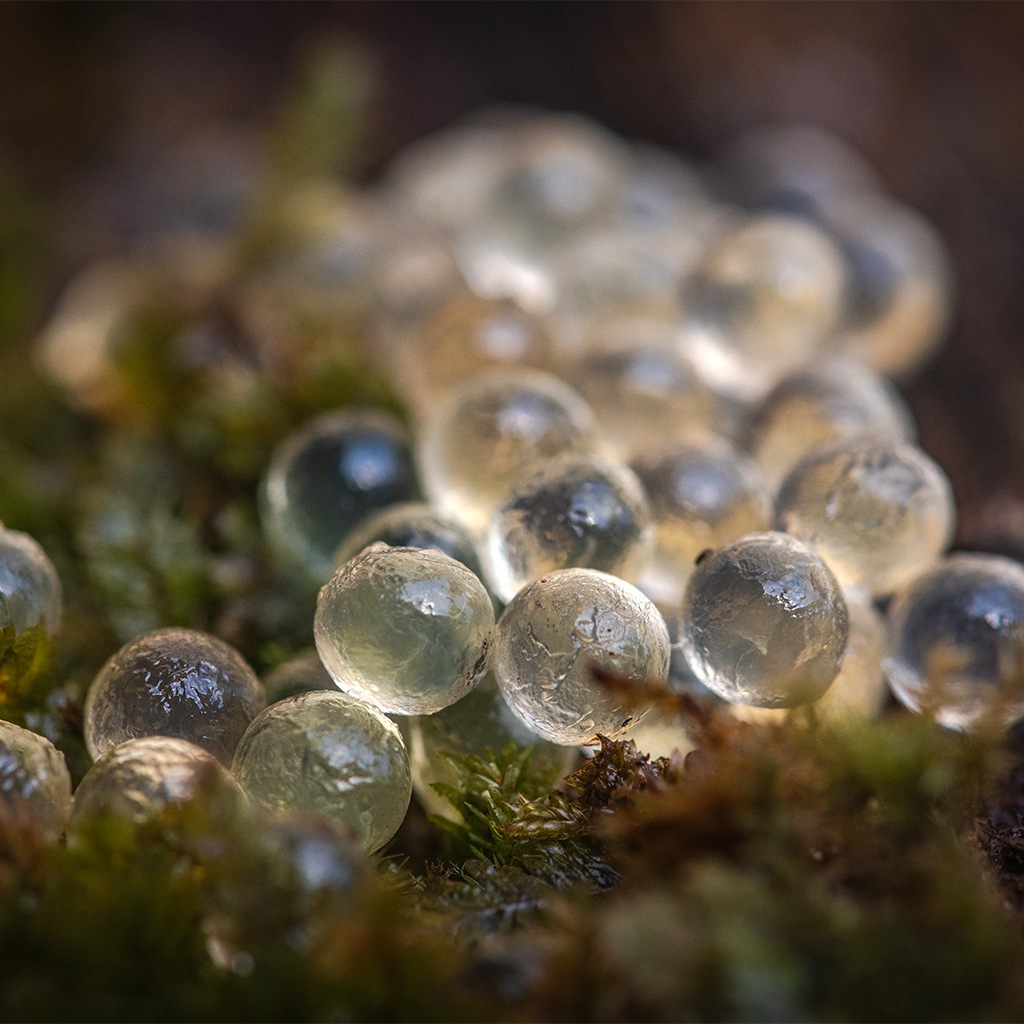 Growing up to 5 inches, the mucusy leopard slug has plenty of room for ...