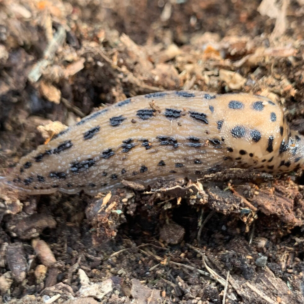Growing up to 5 inches, the mucusy leopard slug has plenty of room for ...