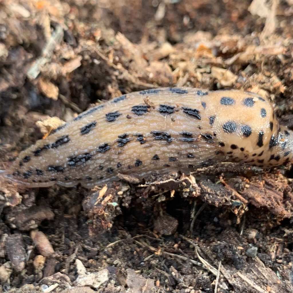 Growing up to 5 inches, the mucusy leopard slug has plenty of room for ...