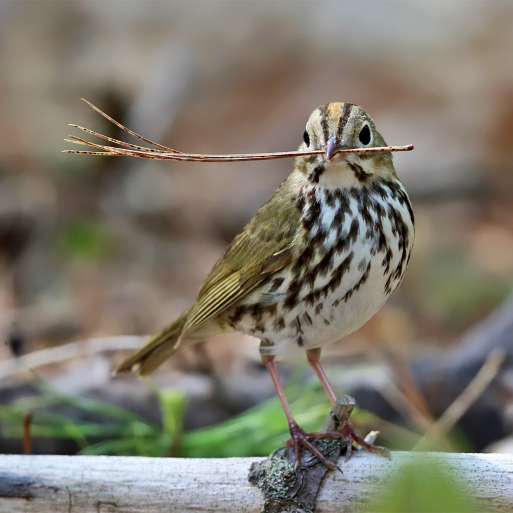 How the earth-inclined ovenbird got its name; What's with all the rabbits (nature's fast food ...