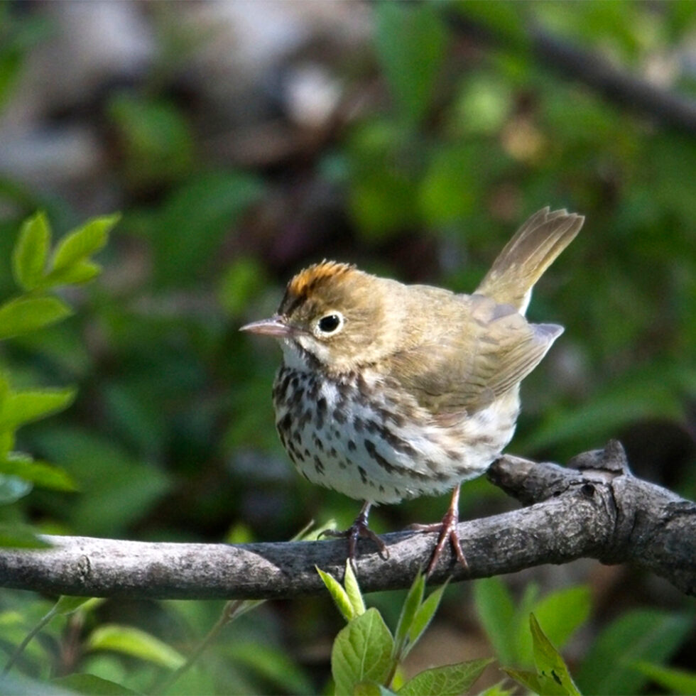 How the earth-inclined ovenbird got its name; What's with all the rabbits (nature's fast food ...