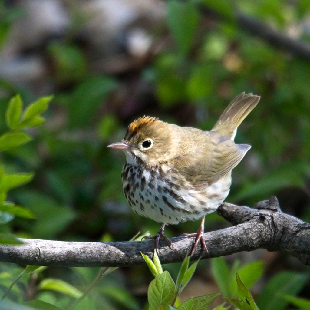 How the earth-inclined ovenbird got its name; What's with all the ...