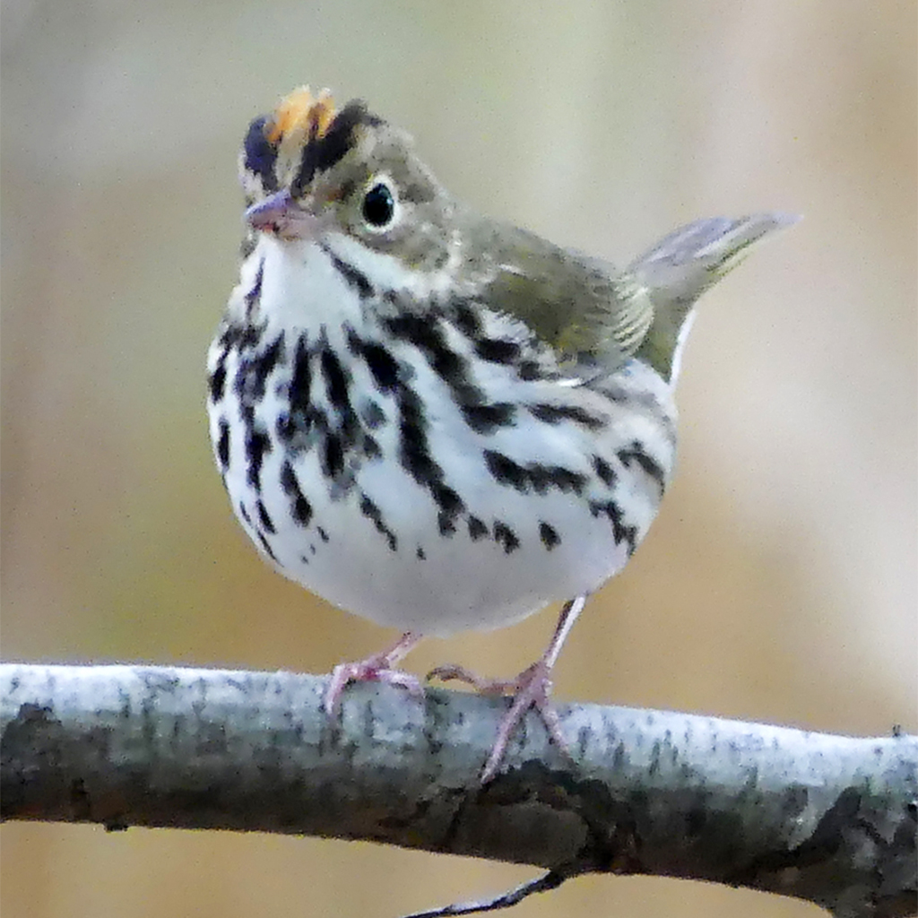 How the earth-inclined ovenbird got its name; What's with all the rabbits (nature's fast food ...