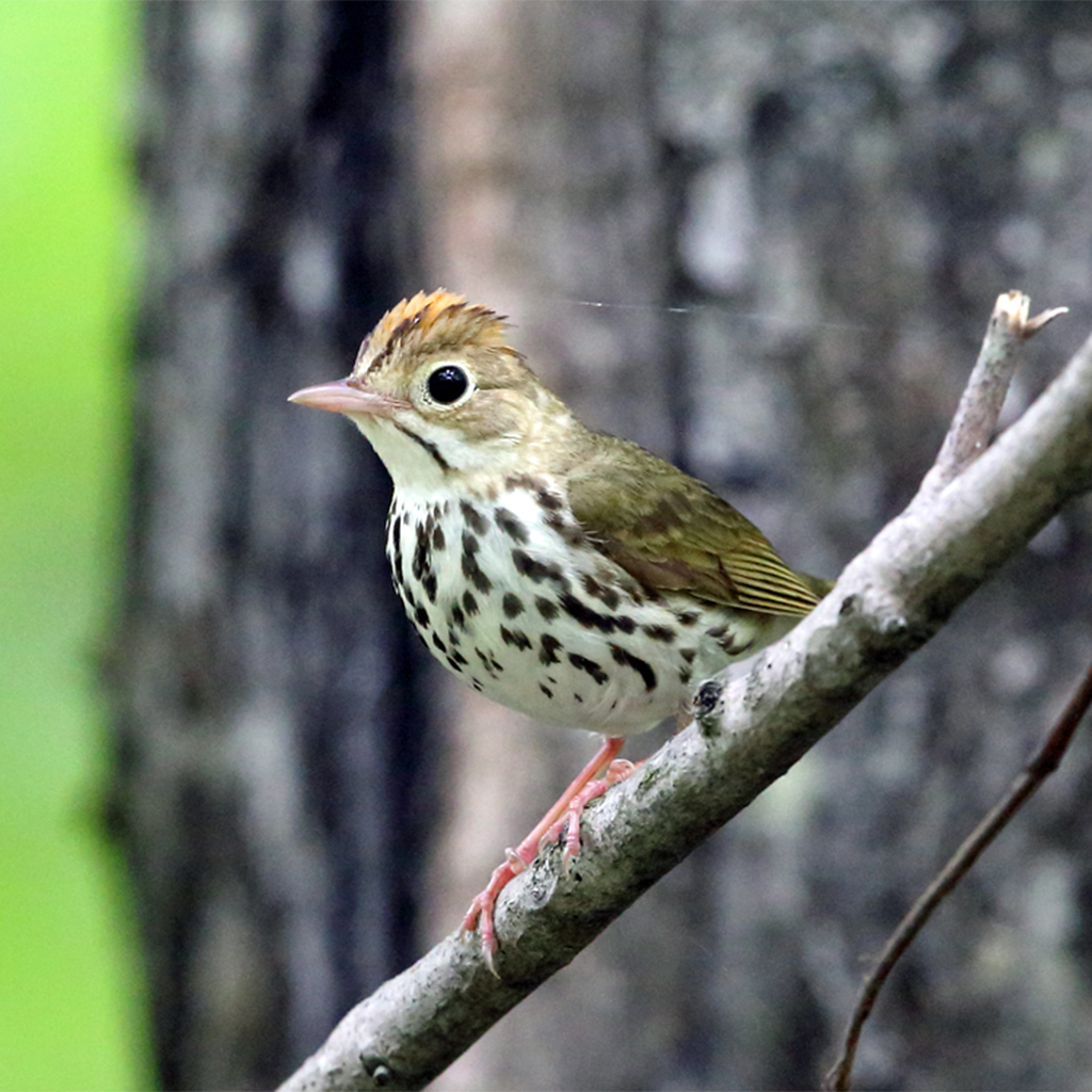 How the earth-inclined ovenbird got its name; What's with all the rabbits (nature's fast food ...