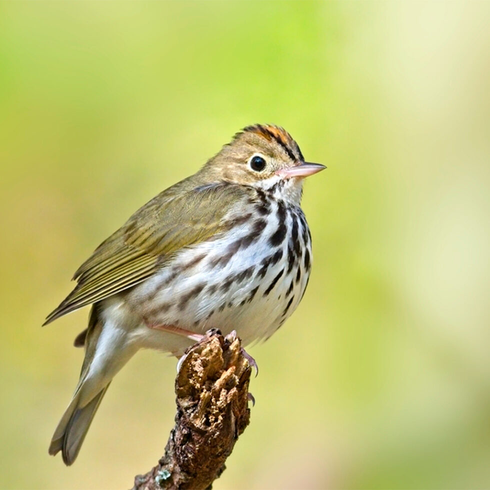 How the earth-inclined ovenbird got its name; What's with all the rabbits (nature's fast food ...