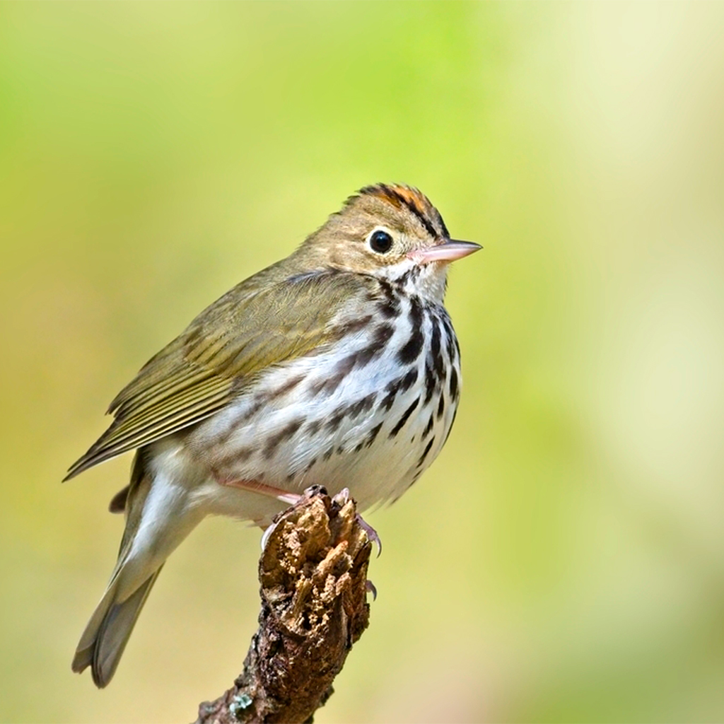 How the earth-inclined ovenbird got its name; What's with all the ...