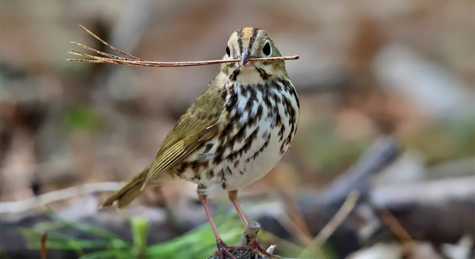 How the earth-inclined ovenbird got its name; What's with all the rabbits (nature's fast food ...