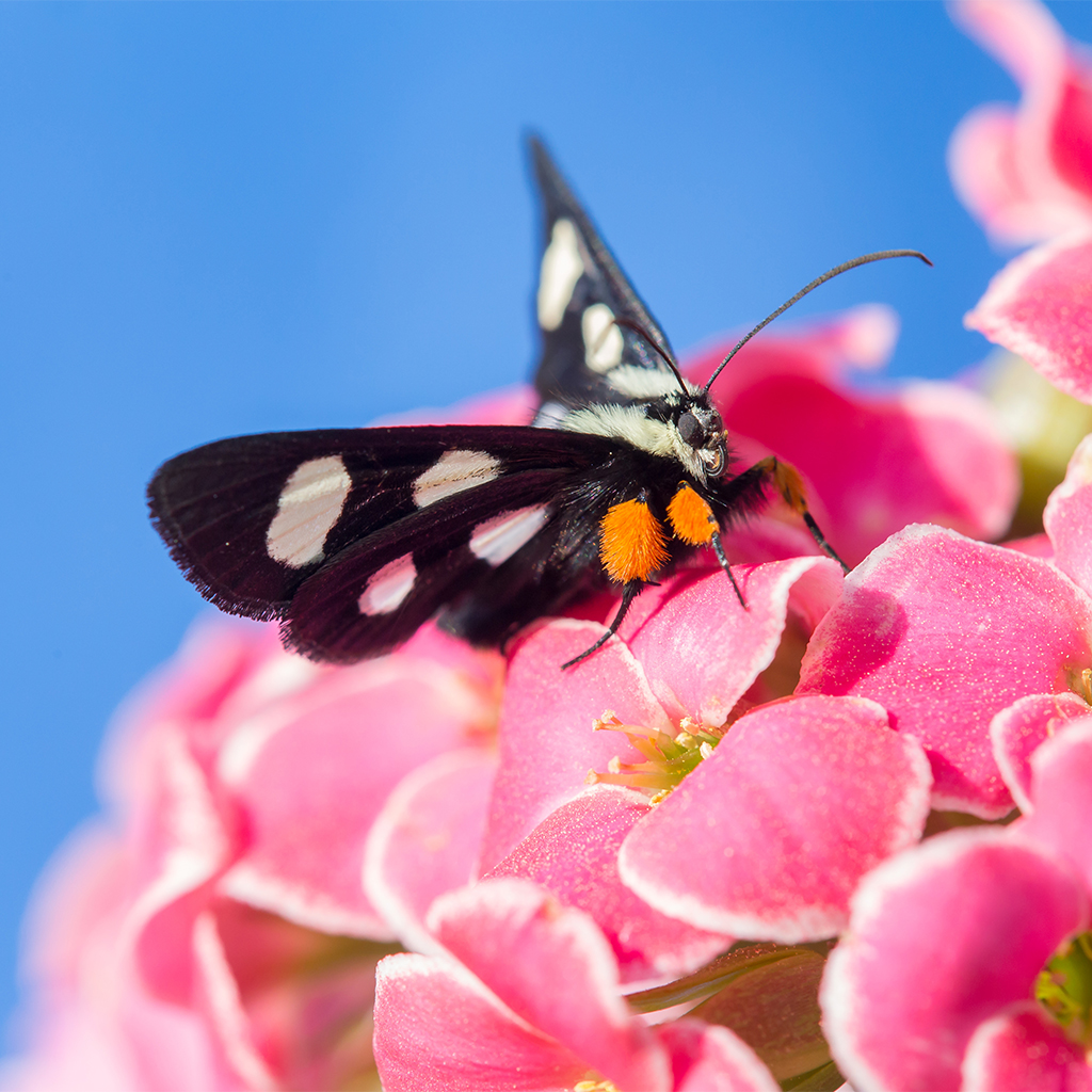 Eight-spotted forester moths have a rare habit: Being out in the day ...