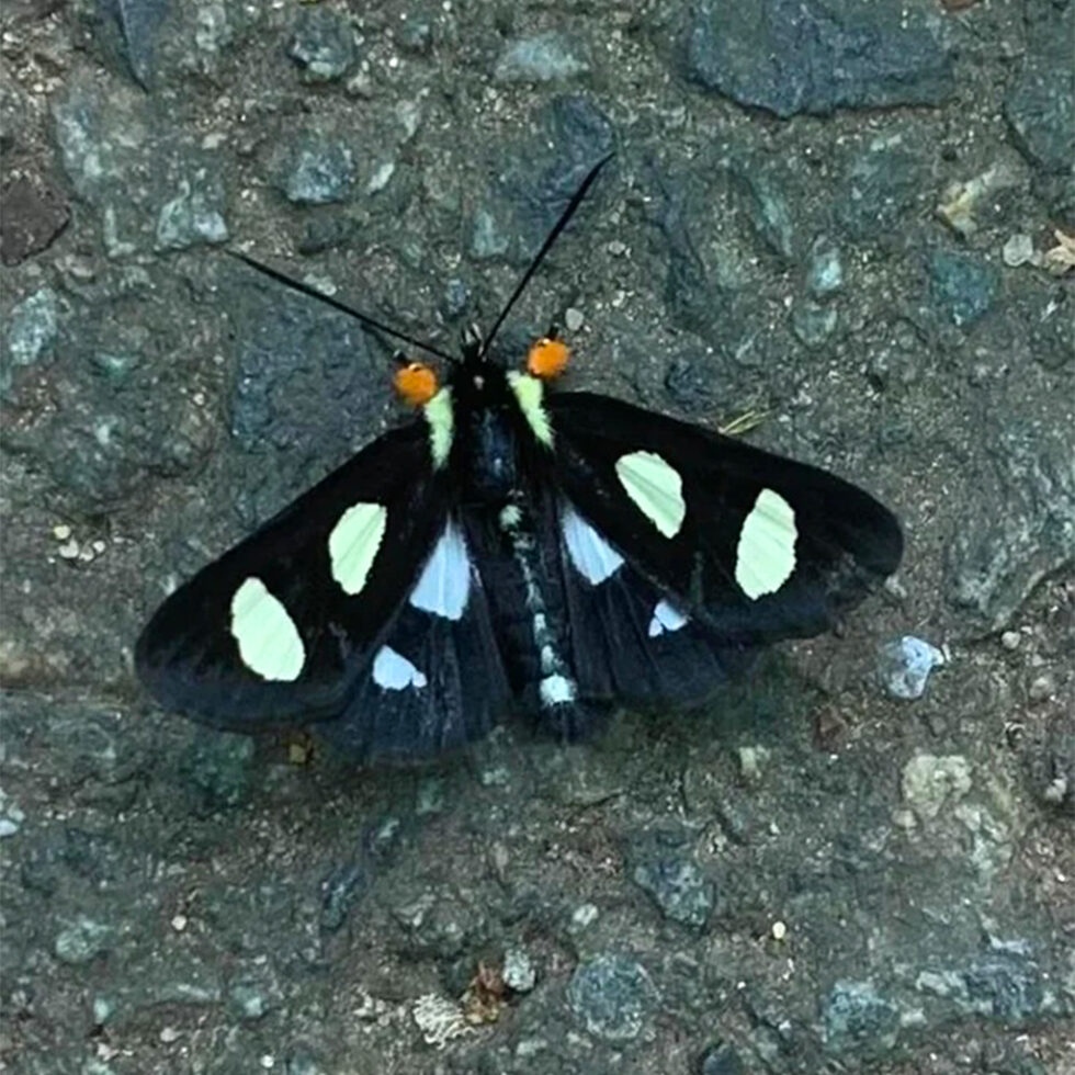 Eight-spotted forester moths have a rare habit: Being out in the day ...