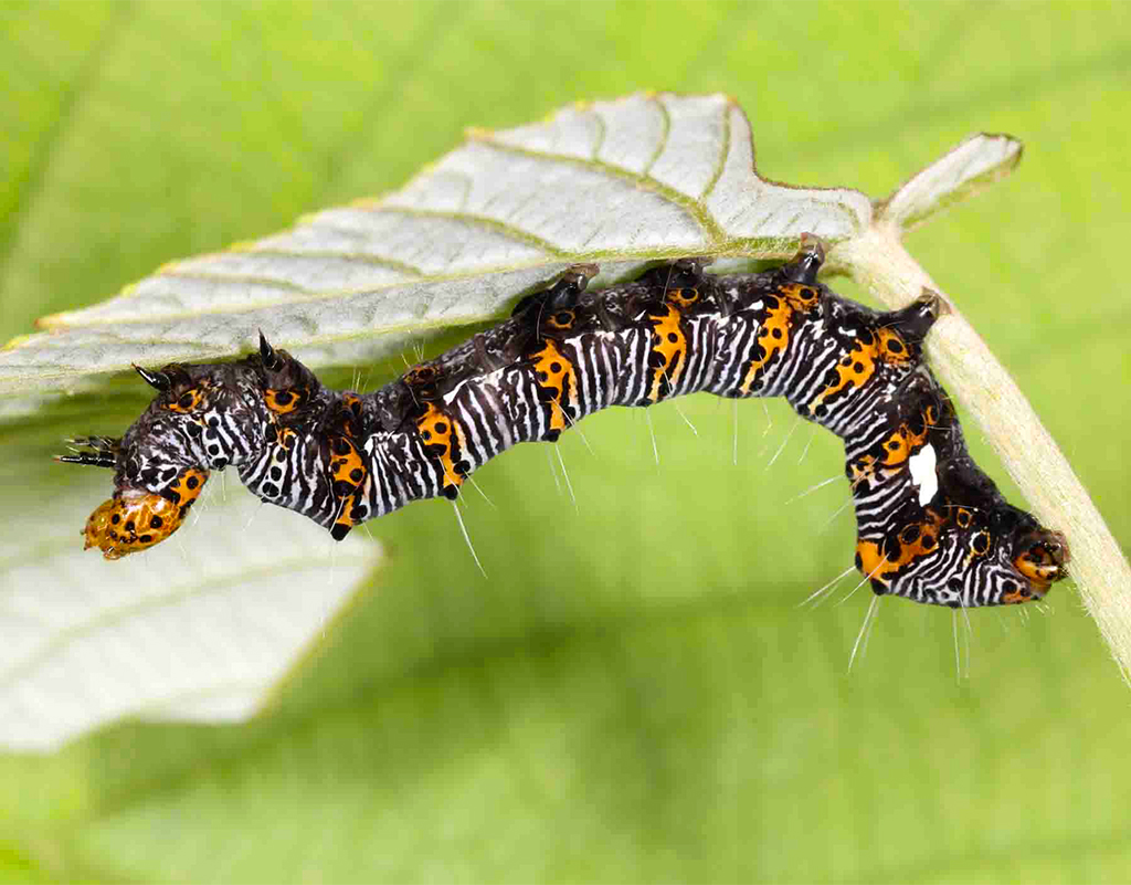 Eight-spotted forester moths have a rare habit: Being out in the day ...