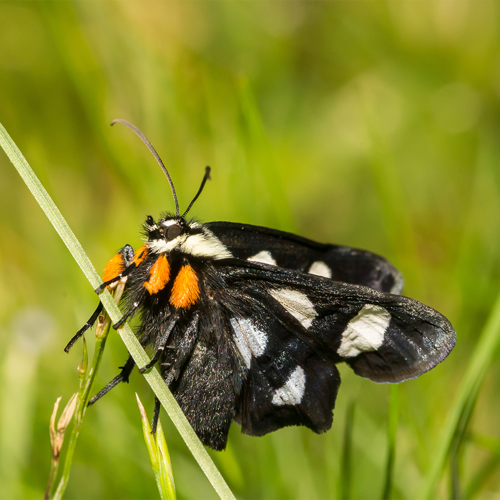 Eight-spotted forester moths have a rare habit: Being out in the day ...