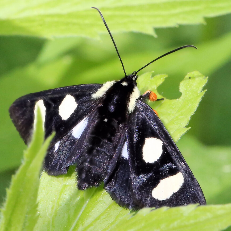 Eight-spotted forester moths have a rare habit: Being out in the day ...