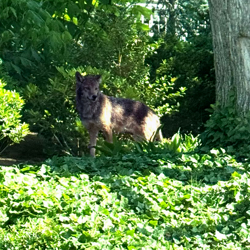 Raccoons are among the cutest animals around, but the primary carriers ...