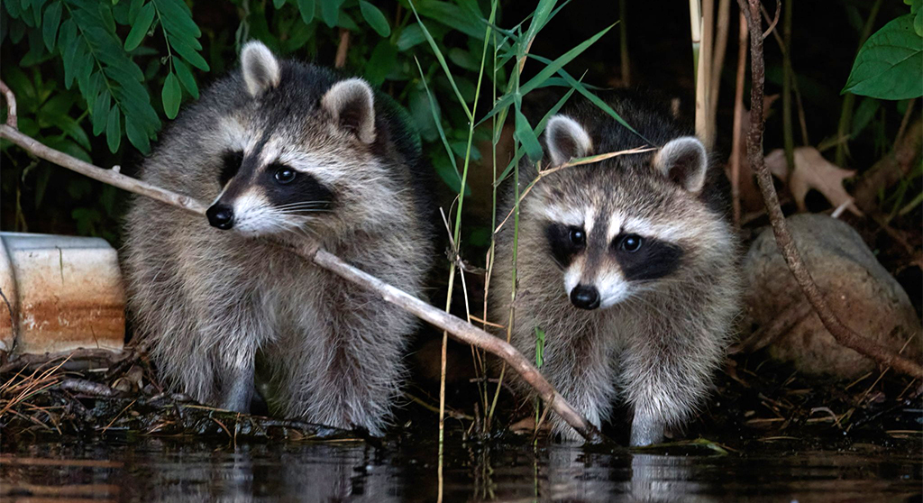 Raccoons are among the cutest animals around, but the primary carriers ...