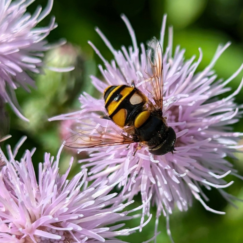 Hoverflies are great for a garden you can feast on, great pollinators ...