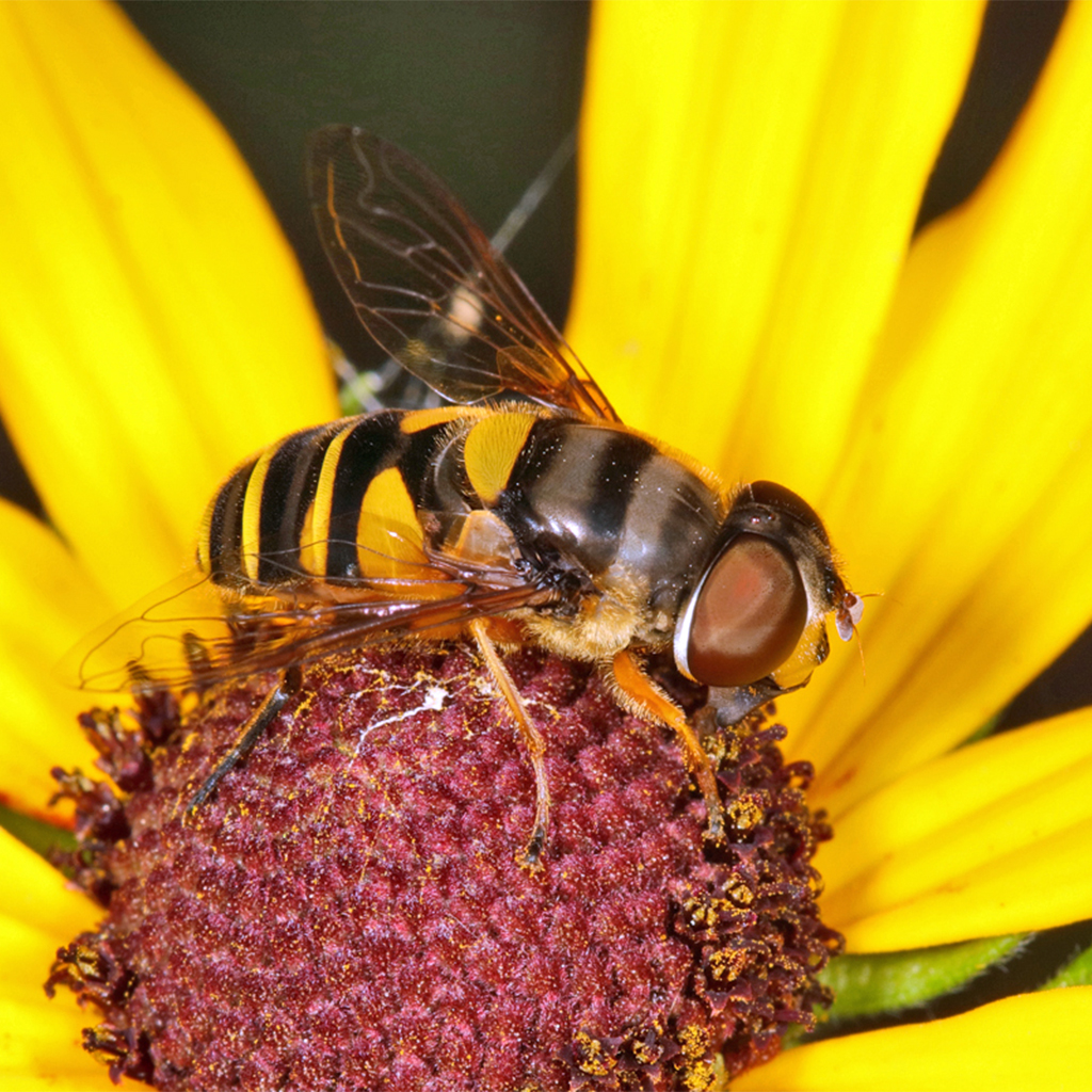 Hoverflies are great for a garden you can feast on, great pollinators ...